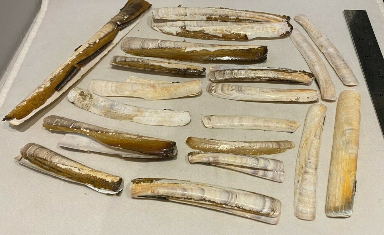 Sea shells - natural small large oyster razor - English shore - UK ...