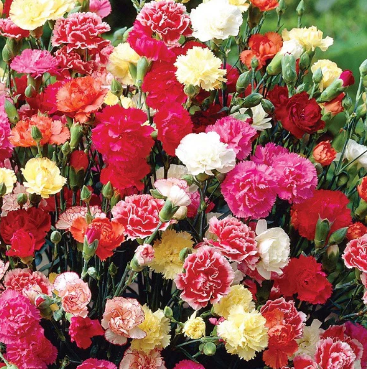 Carnation CHABAUD Mix Pollinators Fragrant Cut Flowers Florist Non-GMO ...
