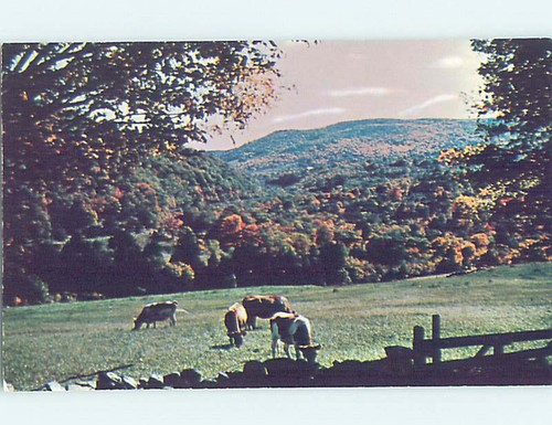 Pre-1980 CATTLE GRAZING AT THE CHESTER INN Chester Vermont VT 60.000 ...