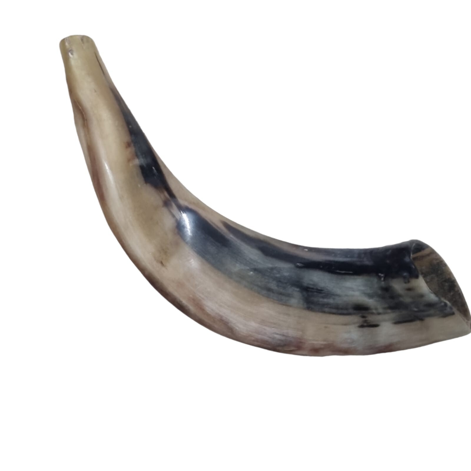 Sale For 5 x Rams Ram Ram's Horn Shofar 12-14" Clear Sound Shofars ...