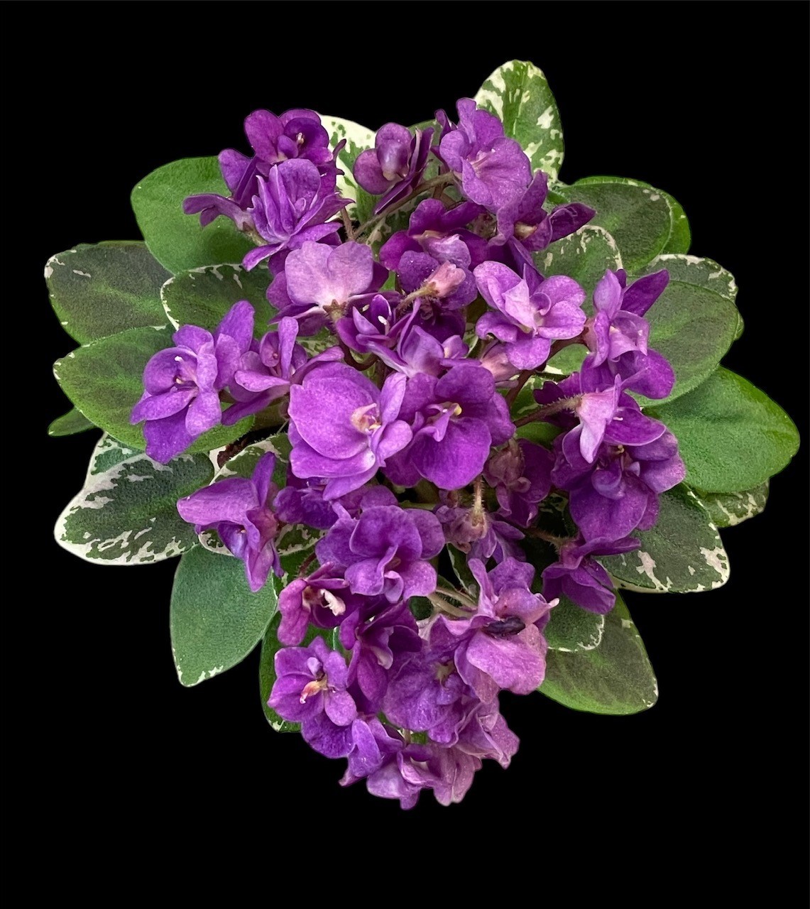 African Violet Leaves (2), Hunter's Sugar Britches (Micro Mini); New ...