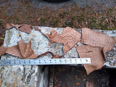 Wild Alligator Gator Neck Leather Scrap piece crafter craft insert MY1 ...