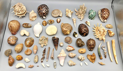 Ocean Sea Shell Lot Medium & Small Volute Spider Speckled Conch ...