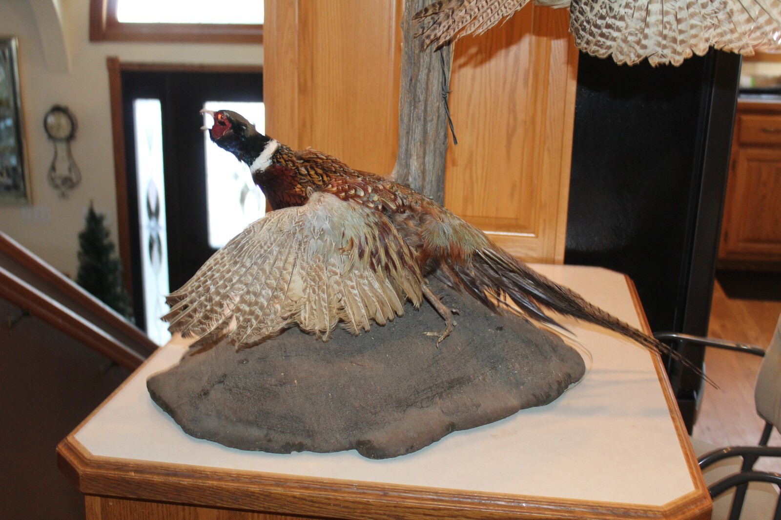 Flying Chinese Ringneck Pheasant Rooster Taxidermy Log Cabin Decor ...