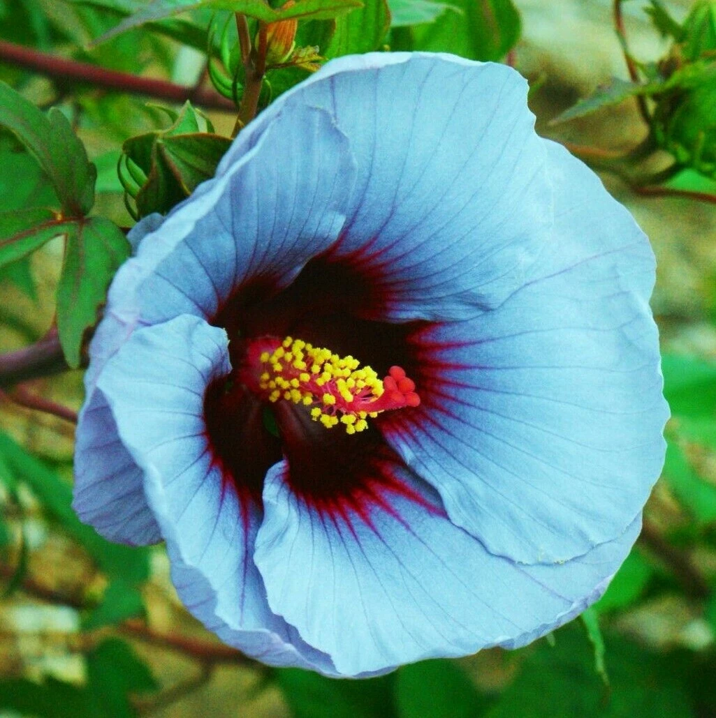 Rare Hibiscus