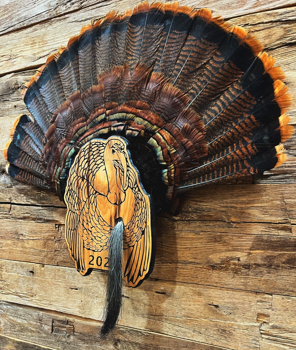 Wild Turkey Fan Drawings