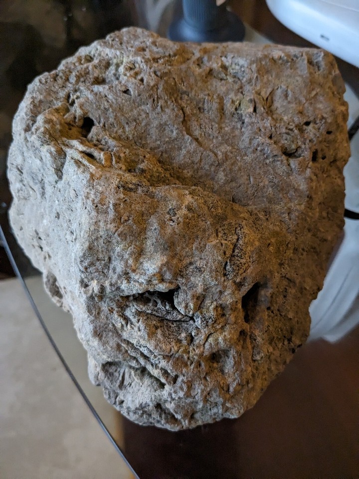 Fossilized Head Fossil Of Unknown Animal With Teeth Still Intact. | eBay