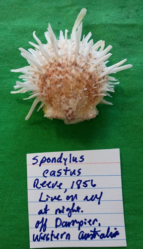 Spondylus castus #K1022 West Australia 64mm | eBay