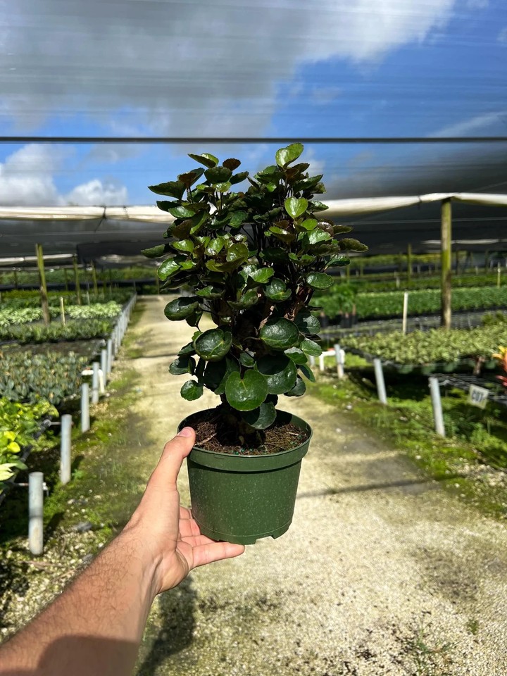 Aralia Fabian Stump Bonsai Tree | Live Indoor & Outdoor plant in 6" Pot ...