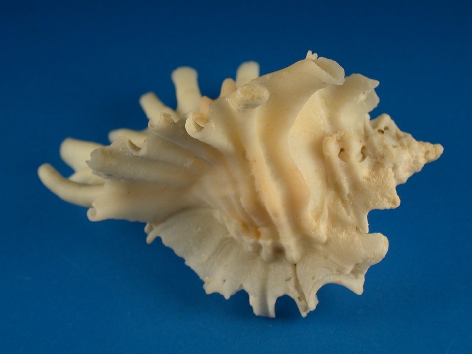 Ceratostoma foliatum, Great White Color, 74.3mm, California Shell | eBay