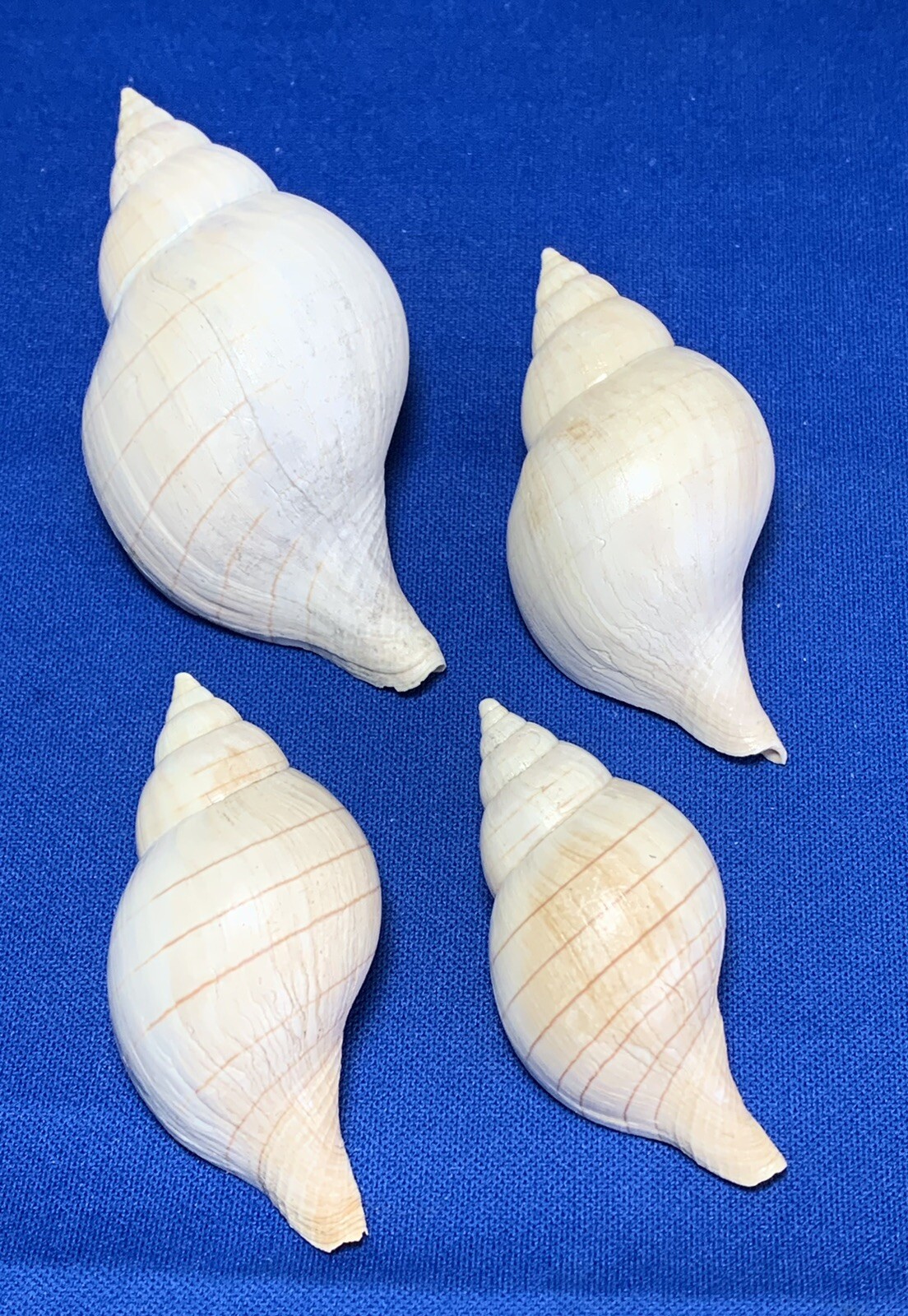 New Finds! (4) Fossil Banded Tulip Shells | Grelly USA