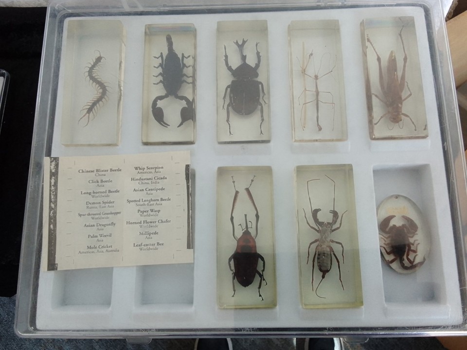 Collectors Set of 32 real Insect specimens - cased in resin. | eBay UK
