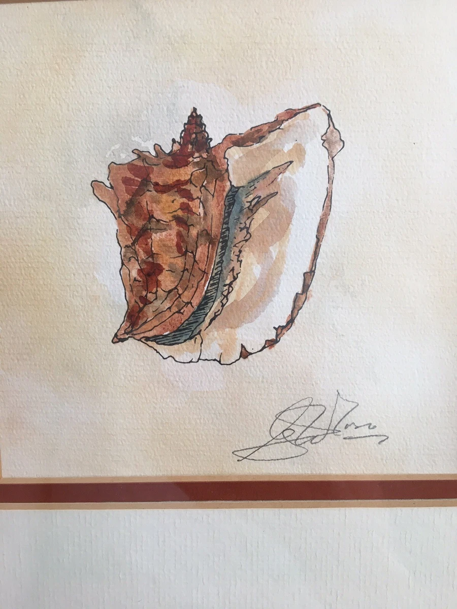 Conch Shell Ink Drawing
