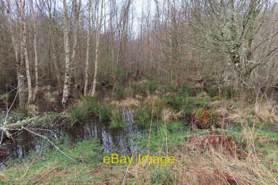 Photo 6x4 Swamp beside the Road Cloddymoss The forest road here passes ...