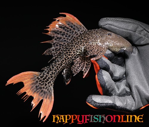 L600 LEOPARD CACTUS PLECO! INTENSE RED COLOR! YOU GET THIS LIVE FISH WC ...