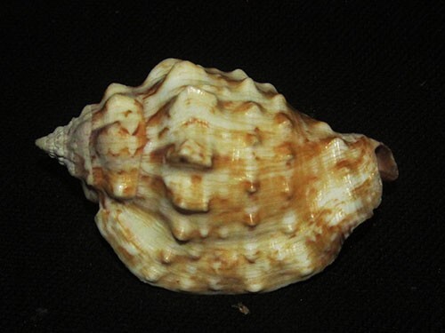 59 mm GREAT PATTERN Strombus Pipus Conch + Operculum Seashell Phuket ...