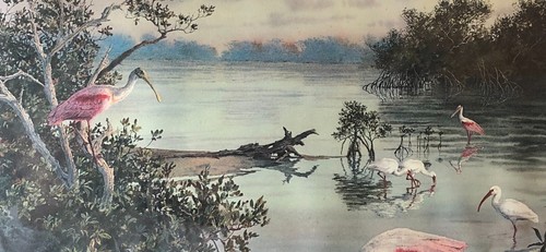 PHIL CAPEN "ROSEATE SPOONBILL""EVERGLADES NATIONAL PARK"RARE PRINT ...