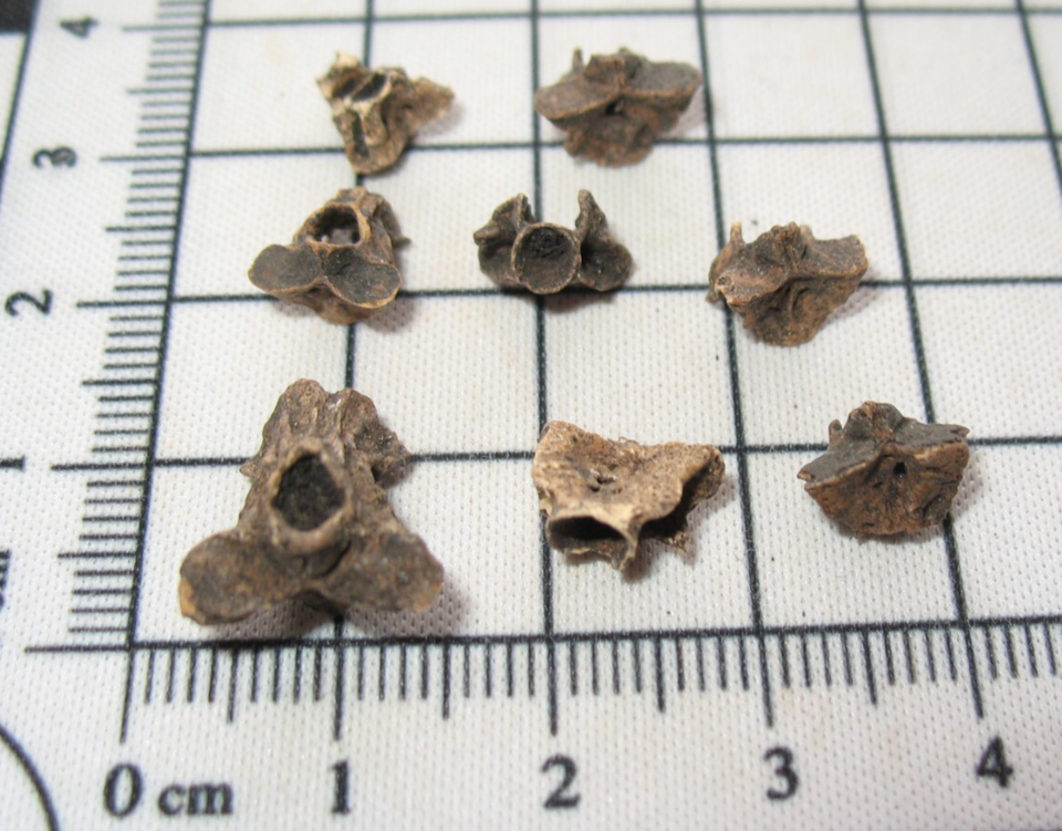 Pleistocene Siren Salamander Amphibian fossil ATLAS vertebrae 1 per bid ...