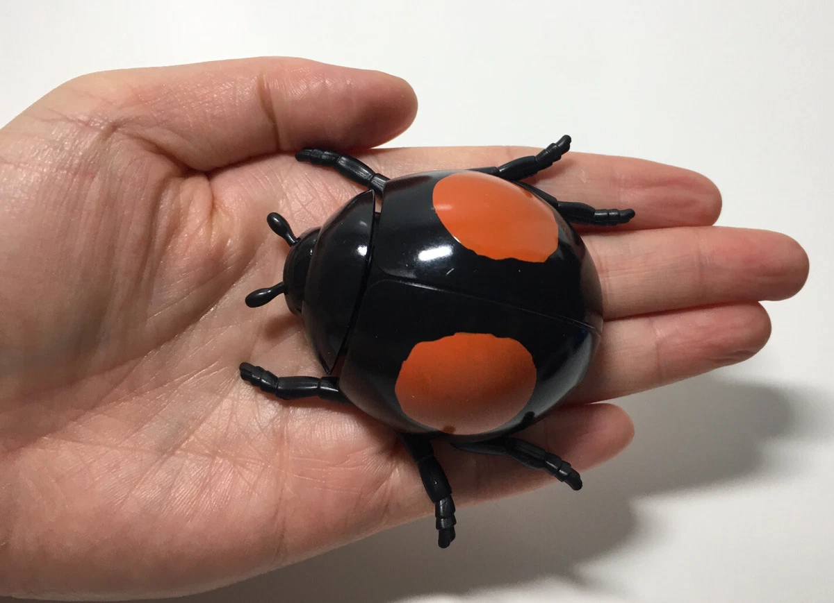 Japanese Ladybug