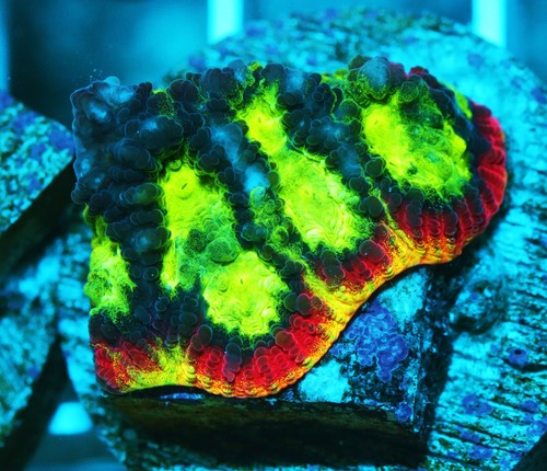 Jason Fox Psycho Rainbow Rim Favia Zoanthids Paly Zoa SPS LPS Corals ...