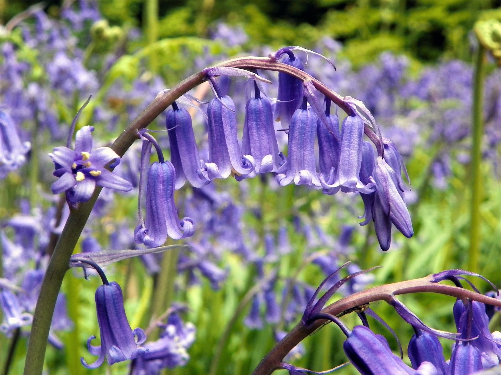 50+ English Bluebell Seeds - Hyacinthoides non scripta Native English ...
