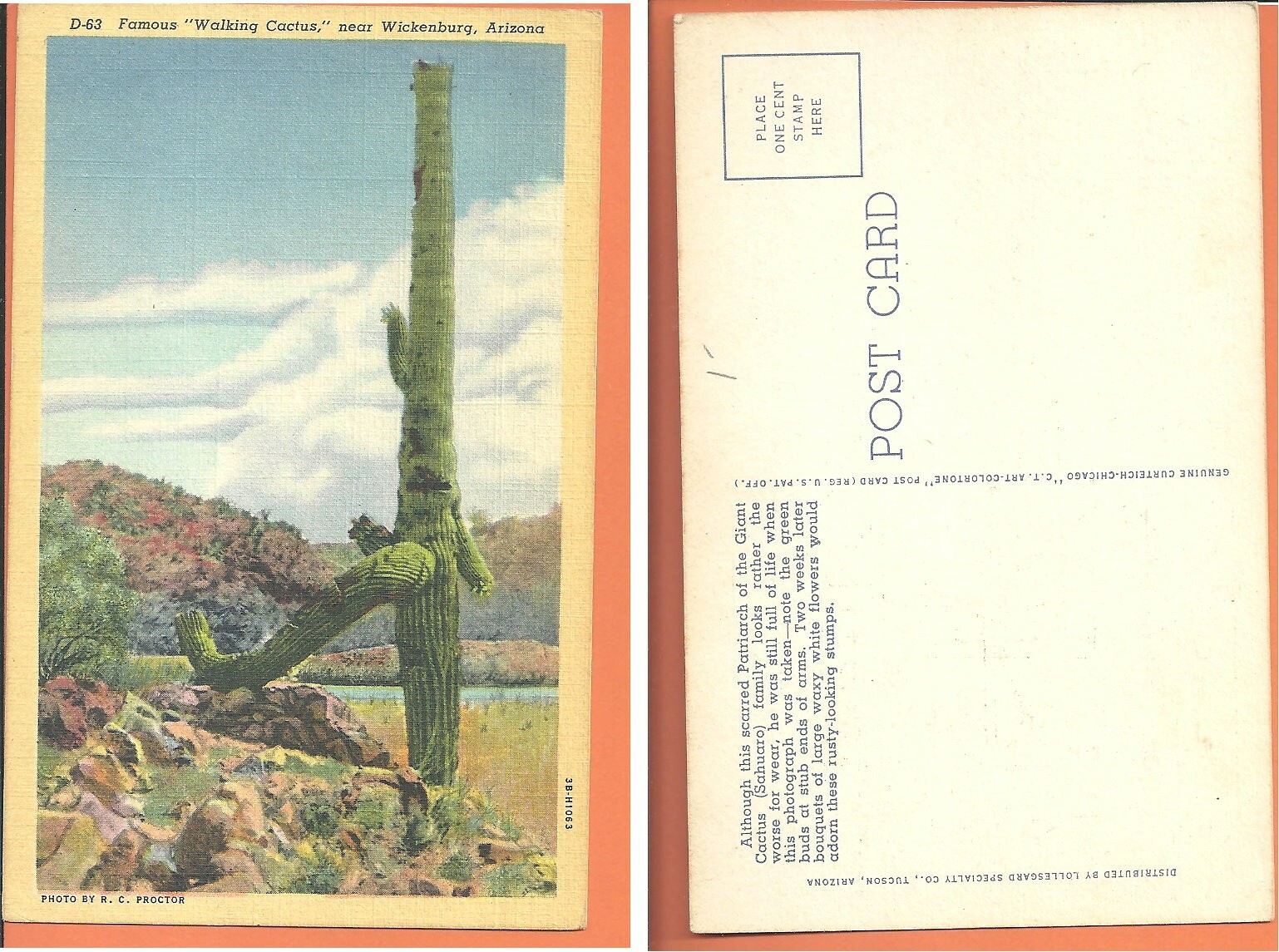 Famous "Walking Cactus" Near Wickenburg, Arizona 1930-45 | eBay