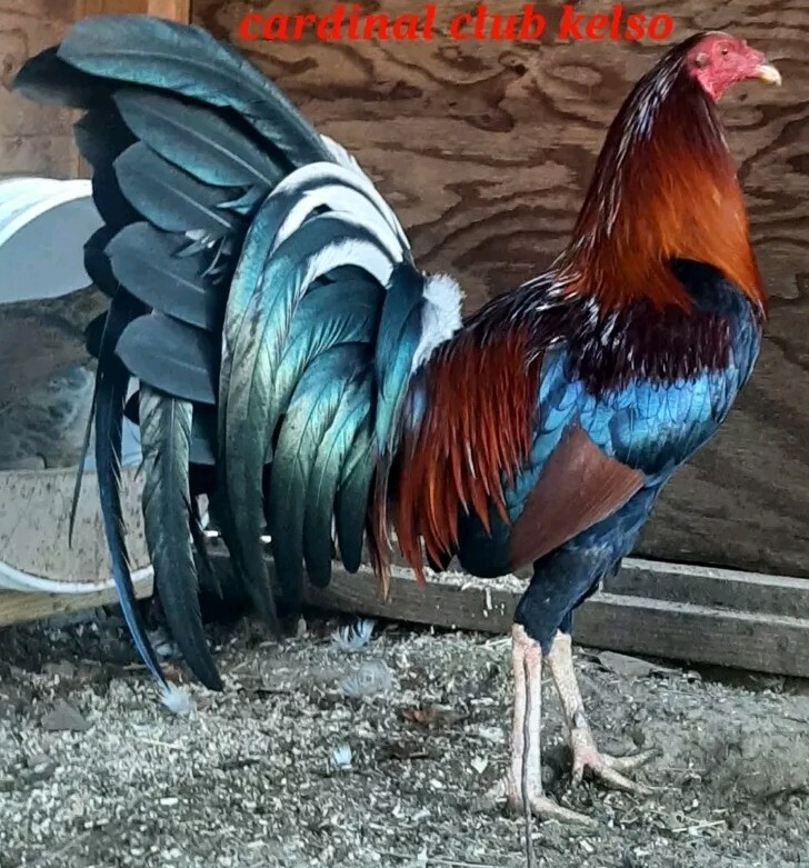 10 Chicken Hatching Eggs | eBay