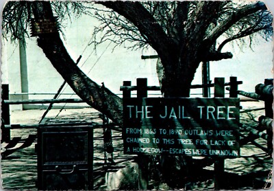 The Famous Jail Tree In The Heart of Wickenburg, Arizona color photo ...