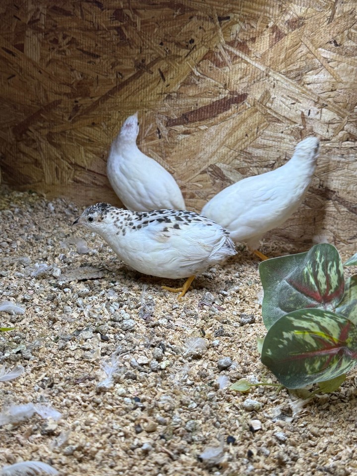 20 Button Quail Hatching Eggs Multiple Colors | eBay