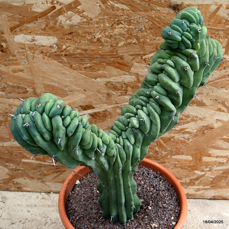 D199 MYRTILLOCACTUS GEOMETRIZANS CRESTED pot24-H38-W36 cm MaMa Cactus ...
