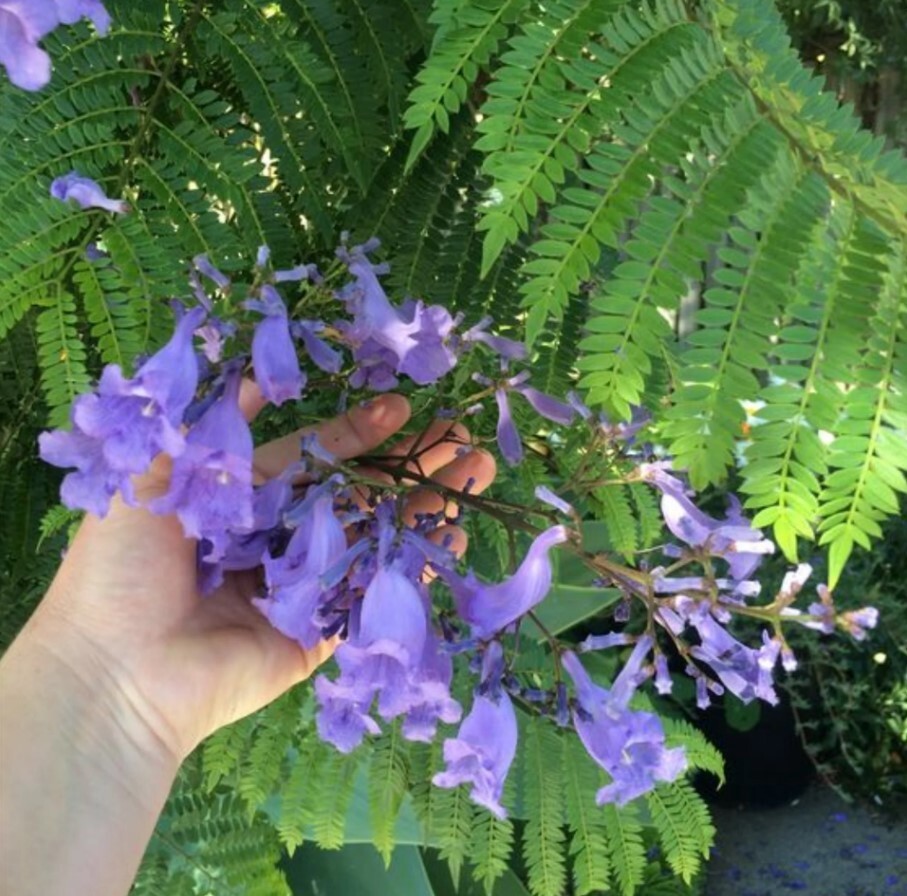 Blue Jacaranda Live Plant - 3" Pot - Jacaranda Mimosifolia - 8-10" Tall ...