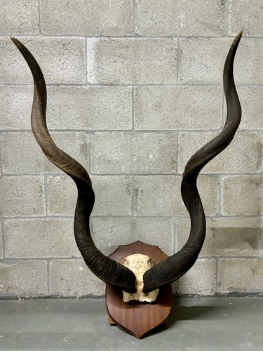 Greater African Kudu Horn set, shield mounted with skull plate | eBay