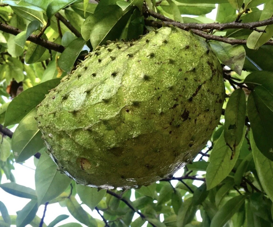 Fruit SEEDS Bundle-Guyabano, Red Guava, Atis And Poha Berry. Planting ...