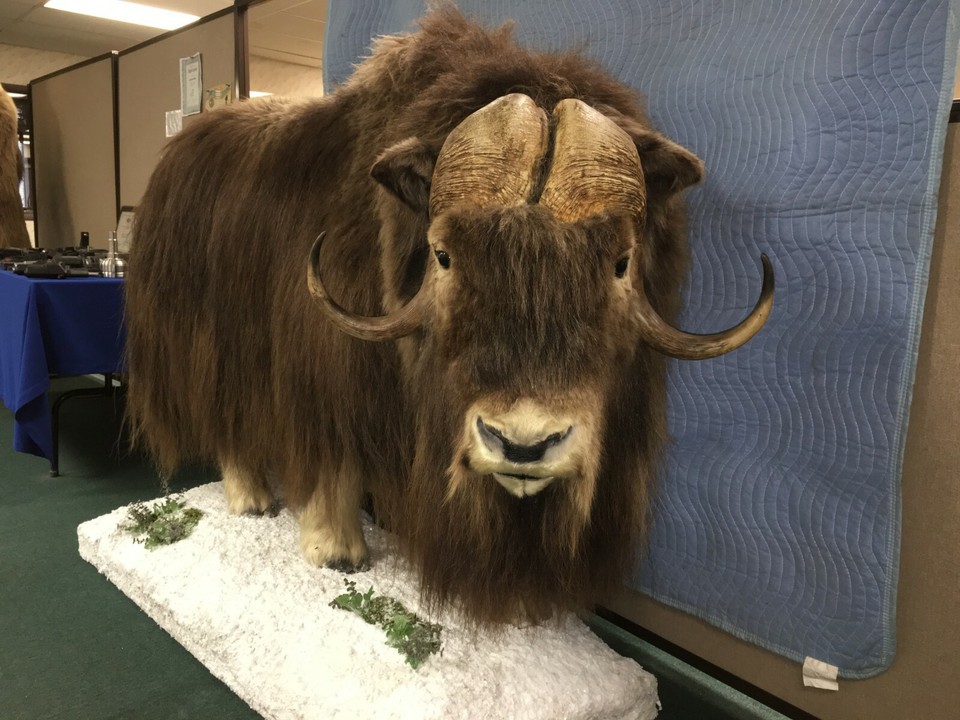 MUSK OX FULL BODY TAXIDERMY MOUNT BOONE AND CROCKETT 106. EXCELLENT ...