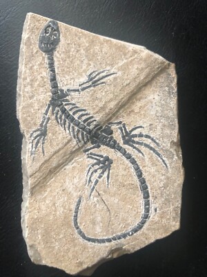 AMPHIBIAN-VERTEBRA-NOTHOSAURIA-JURASSIC-dragon dinosaur fossil-4 ...