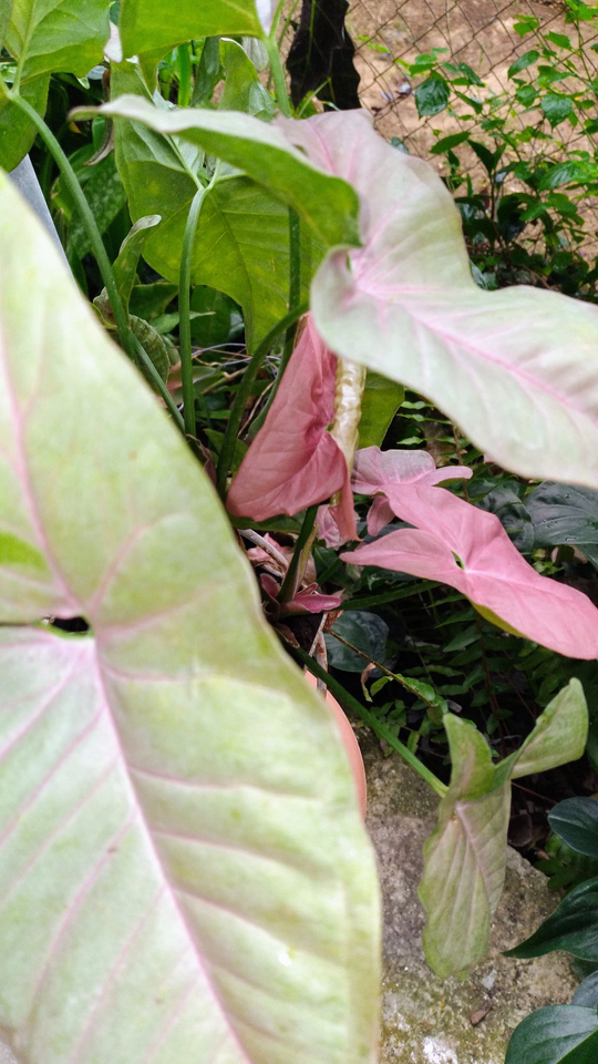 Pink Syngonium Podophyllum Arrowhead Plant (Neon Robusta) rooted 10 ...