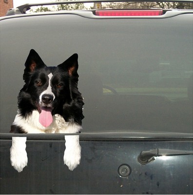 BORDER COLLIE VINYL PEEKER DECAL STICKER FOR CAR WINDOW | eBay