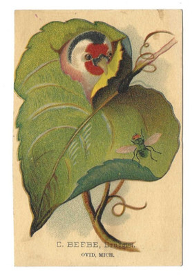 Medical Trade Card C Beebe DRUGGIST Ovid Michigan Leaf Bird Bee ...