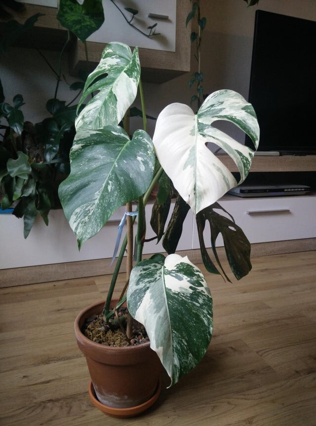 5+ White Tiger Nodes Monstera Albo Cutting Rooted Variegated Tropical ...
