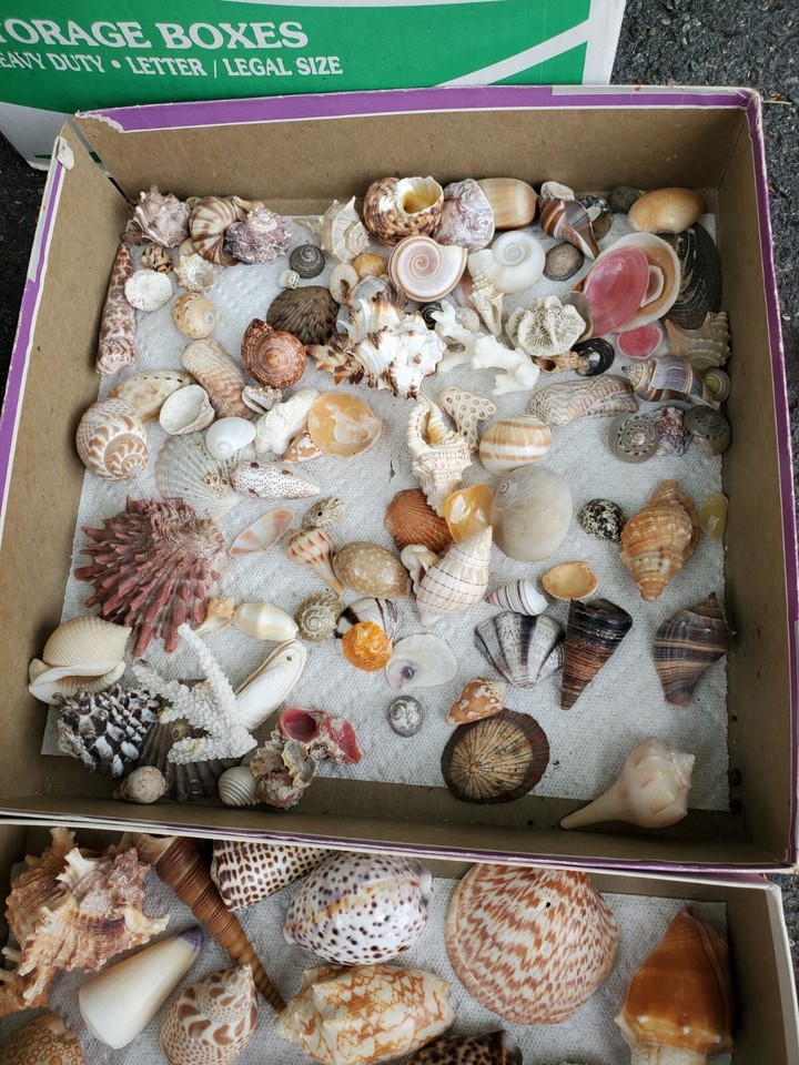 Seashell Collection Large Lot | eBay