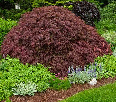 Crimson Queen Weeping LACE Leaf Japanese Maple - 2 year tree | eBay