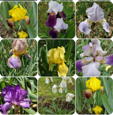 10x MIXED VARIETIES/COLORS IRIS BULBS RHIZOMES (Will BE TALL) | eBay