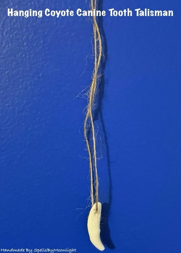 Real Coyote Canine Tooth Talisman Hanging Talisman Good Luck Charm | eBay