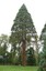 Giant Sequoia, Sequoiadendron giganteum, Tree Seeds (Fast, Evergreen ...