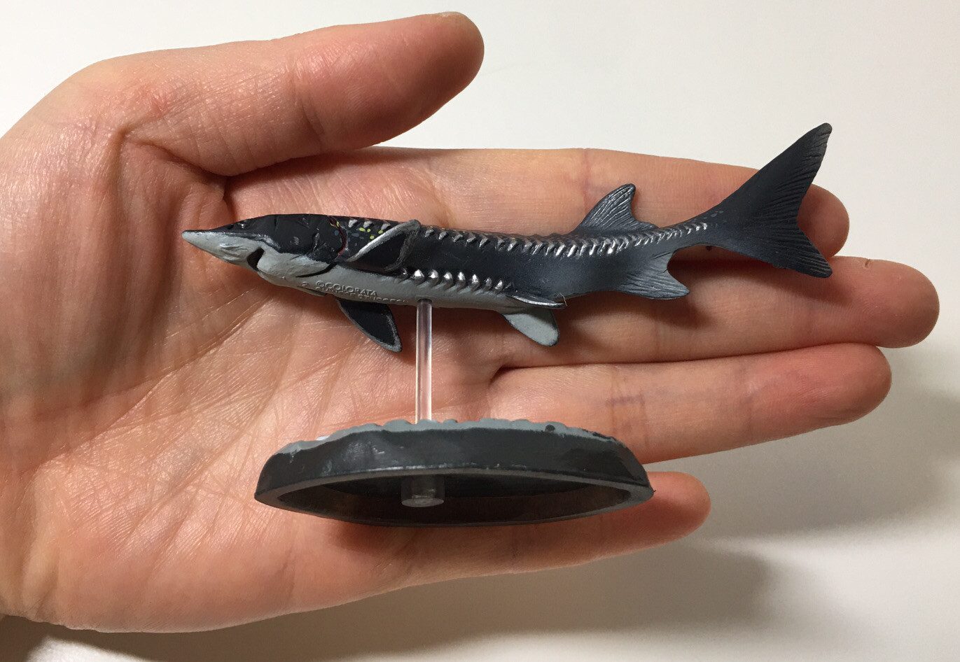 Colorata Japan Exclusive Chinese Sturgeon Fossil Fish Figure A | eBay