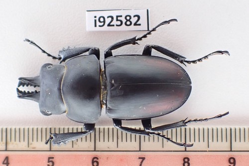 i92582. Insects, Lucanidae: Neolucanus sp. Vietnam, Ha Giang. A2 | eBay