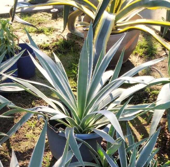 AGAVE ANGUSTIFOLIA MARGINATA VARIEGATED Caribbean Agave EXTRA LARGE ...