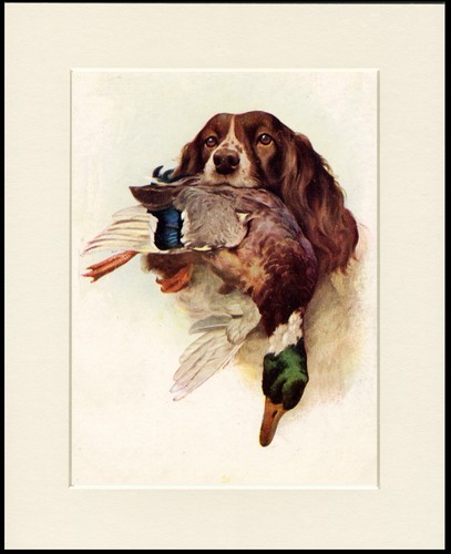 ENGLISH SPRINGER SPANIEL AND DUCK DOG PRINT MOUNTED READY TO FRAME ...