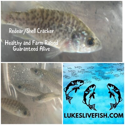 5+ Live Redear Fish, Shell Cracker (Small) GUARANTEE ALIVE (FREE ...