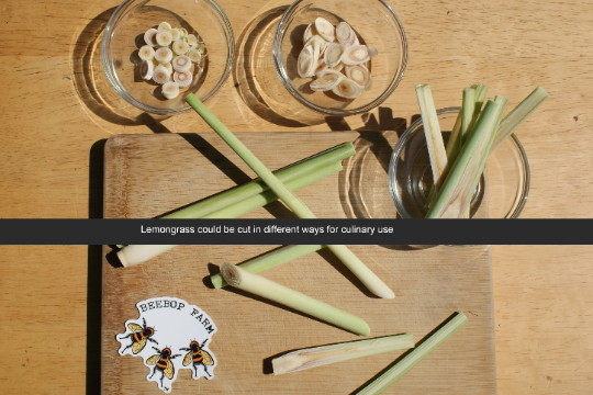 Luray Lemongrass 12 Live PLANTS starter/rooted plugs (Pre-orders) ~A ...